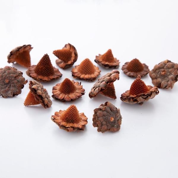 【商品仕様】実径:3~4cm約60g・約15コ入り【お伝えしたいこと】※木の実は自然素材の性質上、割れや欠け・潰れが含まれる場合があります。( allp5 )(10_dras)(15_asoh)帽子のようなかわいらしくおもしろい形が特徴の木...