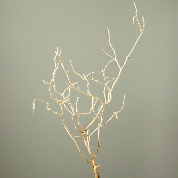 【商品仕様】全長約70-100cm/1束(2本)( allp5 )(10_dras)(15_asoh) ドライ 自然素材 ドライフラワー 枝物 ナチュラルドライフラワー インテリア インテリアフラワー プリ プリザ プリザーブド ハーバリウ...