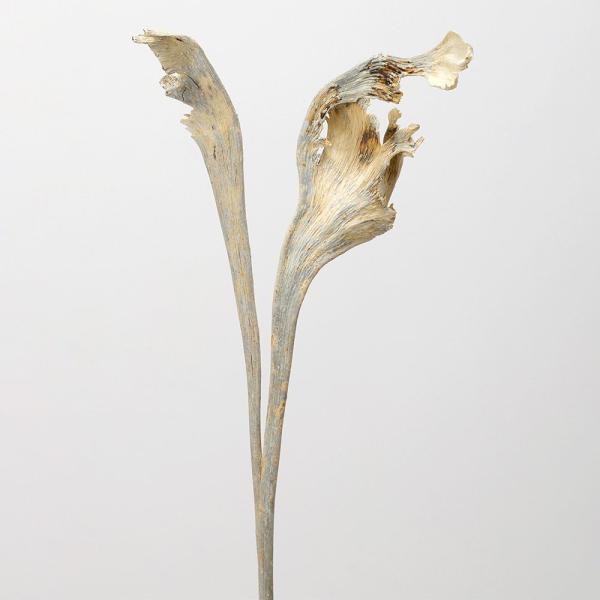 【商品仕様】全長約50〜60cm1束2本入り【お伝えしたいこと】※自然の石化現象で形作られた植物のため、形には個体差がございます。※漂白加工を施していますが、白さや色ムラの出具合に個体差がございます。( 2025AW )( allp5 )(...