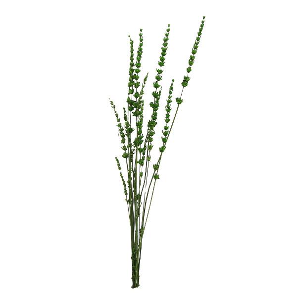 【商品仕様】全長約45cm【お伝えしたいこと】※花材を入れている袋にしわが入っている場合があります。( allp5 )(10_dras)( 15_asoh )ほのかな香りも楽しめるラベンダー。そのまま壁に吊るしたり、バスケットに入れたりして...