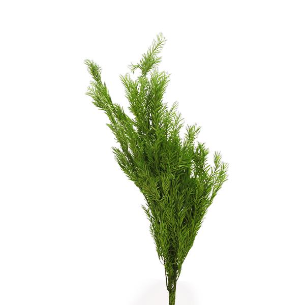 【商品仕様】全長約45~55cm1束(約40~45g)【お伝えしたいこと】 ※プリザーブドフラワーとは※生花に柔らかい質感を保つよう特殊加工を施したものです。プリザーブドフラワーは染料が染み出す場合があります。ご使用時も色移りにご注意くださ...