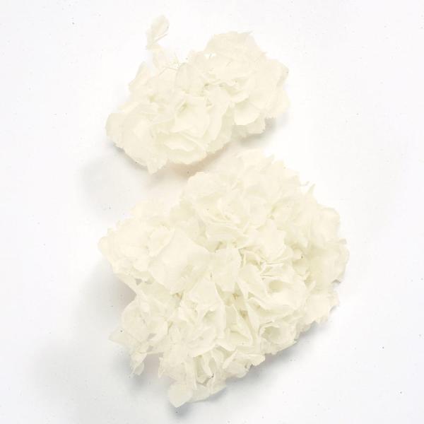 【商品仕様】約2輪分( allp5 )(10_dras)( 15_asoh )( hcprs )大きくエレガントで存在感のある花びらが特徴のアジサイです。※高温多湿の場所では染料が切り口や表面からもれることがありますので、ご注意ください。(...