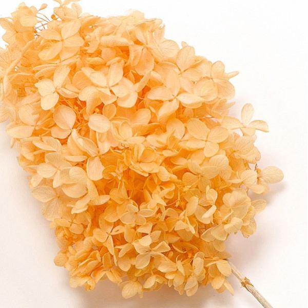 【内容量】約2輪分( allp5 )(10_dras)( 15_asoh )小ぶりで可愛い花形が特徴のアジサイです。花材の隙間に使える定番商品です。( yellowor )( hcprs ) アジサイ あじさい 紫陽花 花びら プリザーブド...