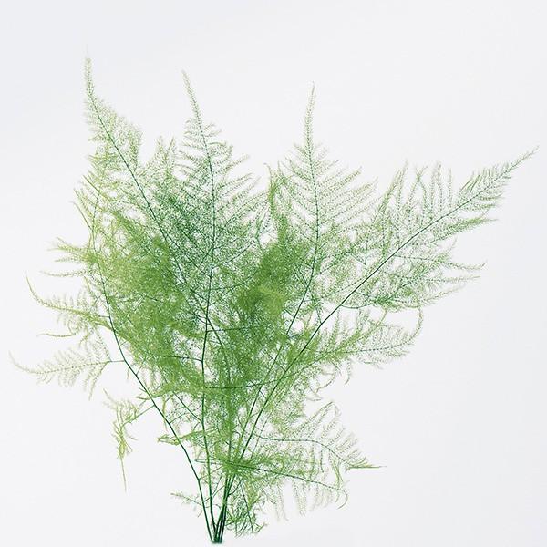 【商品サイズ】全長約25~30cm1束約5本入り( allp5 )(10_dras)( 15_asoh )人気商品のアスパラです。国産の良質な材量を使い、繊細でやさしい葉の特徴を最大限いかせるよう使いやすくしっかりとした質感にしました。※植...