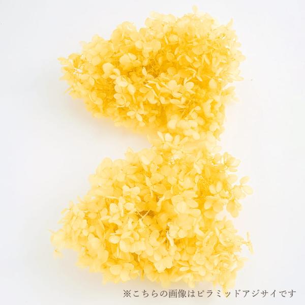 【商品仕様】1箱(約2輪分)( allp5 )(10_dras)( 15_asoh )( 2026AW )( hcprs )ガクが大きめでピラミッドアジサイに近いサイズ感のアナベルアジサイのプリザーブドフラワーです。カラーラインナップもピラ...
