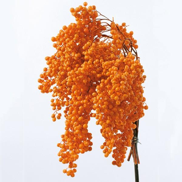 【商品サイズ】約25~30cmL約55g【お伝えしたいこと】一つ一つの実の中に空間があるため、保管中の乾燥で、へこみや亀裂が生じることがございます。また、外部から力がかかると粒が割れたり欠けてしまいます。自然素材の特性としてご理解くださいま...