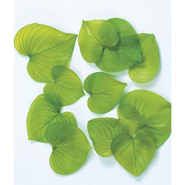 【商品サイズ】約2~3cm(約6g・約60枚)( allp5 )(10_dras)( 15_asoh )( drygr )ハート形のユニークな形が特徴的なプリザーブドリーフです。※防虫加工商品( grleaf ) プリザーブドフラワー スワ...