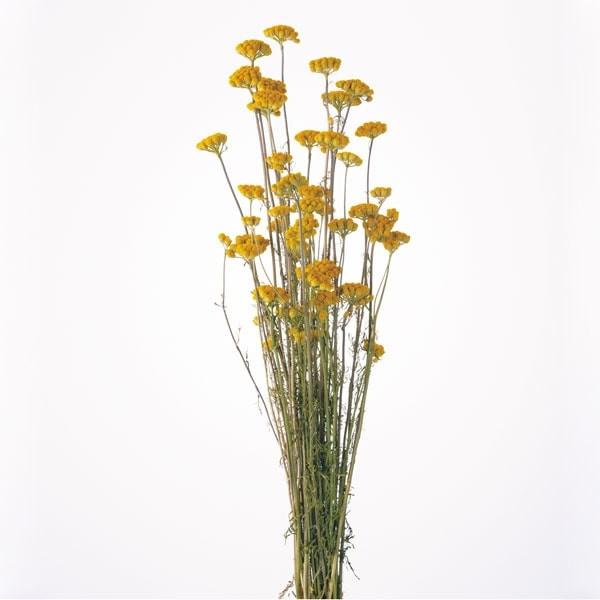 【商品サイズ】全長約40~50cm約35g( allp5 )(10_dras)( 15_asoh )( natrgr )( yellowor ) ドライフラワー スワッグ ブーケ ドライフラワー花束 ドライフラワースワッグ リース アレンジ...