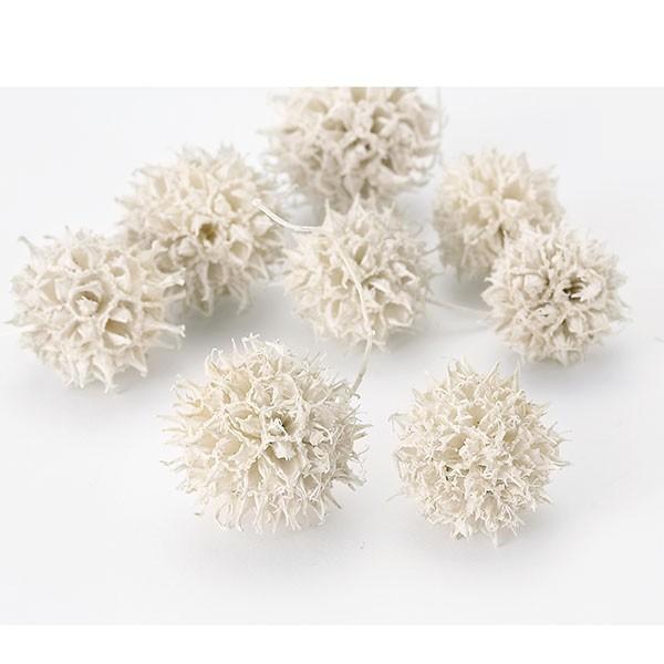 【商品仕様】約3cm1袋約10コ入り【お伝えしたいこと】※木の実は自然素材の性質上、割れや欠け・潰れが含まれる場合があります。( allp5 )(10_dras)( 15_asoh )( flwhite )( nfruits ) ドライフラ...