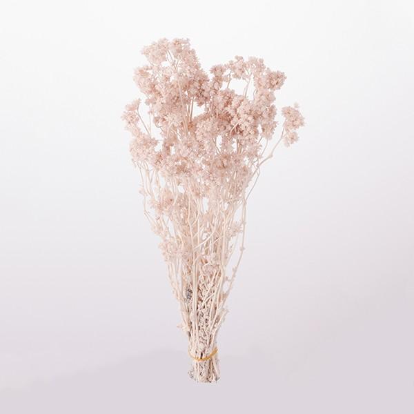 【商品サイズ】 全長約30cmL 約15g( allp5 )(10_dras)( 15_asoh )ホワホワの花姿が可愛らしく人気のクリスパムのニュアンスカラーです。ハーバリウム、アロマワックスサシェ、レジン封入などにも使いやすい小花です。...