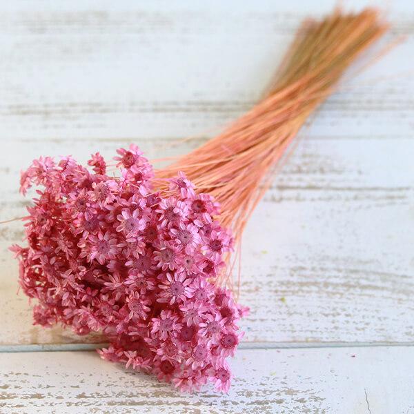 【商品サイズ】約30cmL(約18g・約300本)花サイズ:約1~1.5cm【お伝えしたいこと】※花のサイズに個体差があったり、一部に折れている花や、取れている花が含まれる場合がございます。※植物の特性上、ステム部分に原料由来のワタ状のもの...