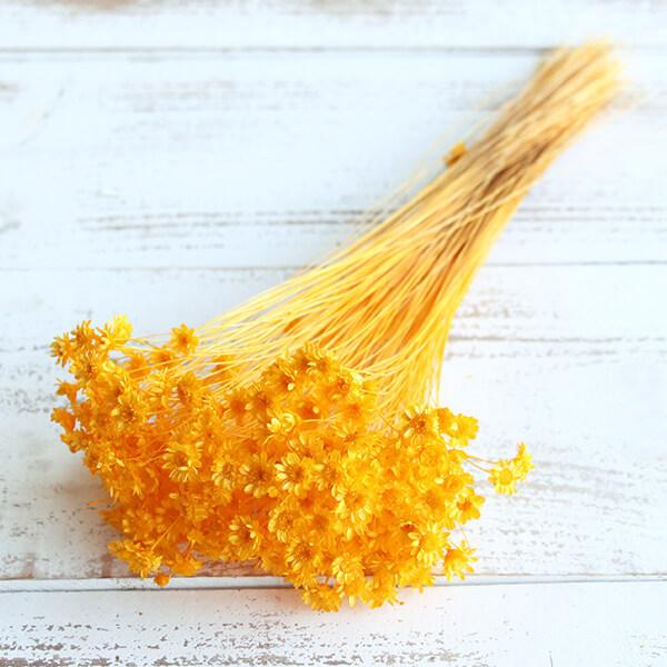 【商品サイズ】約30cmL(約18g・約300本)花サイズ:約1~1.5cm【お伝えしたいこと】※花のサイズに個体差があったり、一部に折れている花や、取れている花が含まれる場合がございます。※植物の特性上、ステム部分に原料由来のワタ状のもの...