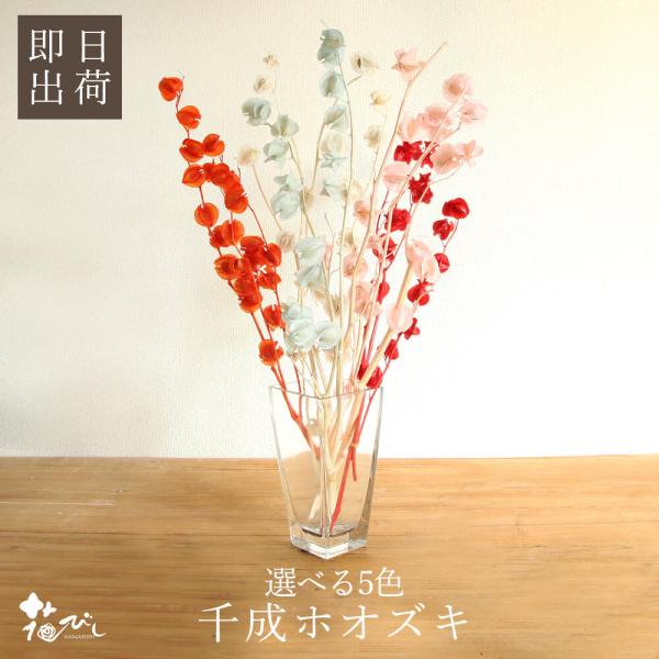 【商品仕様】全長約60cm/（実:約15〜18コ）1束( allp5 )(10_dras)(15_asoh)(2026AW)ステムのまま使っても、実だけをパーツとして使っても印象的なホオズキのドライフラワーです。鬼灯らしい和風なフォルムは和...
