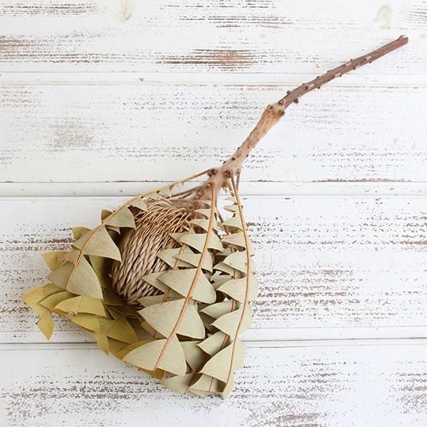 【商品サイズ】 全長約40~45cm 1本 ※自然素材につきサイズや形の個体差が激しい商品です。ご了承のうえ、お買い上げください。( allp5 )(10_dras)( 15_asoh )( brwnbeig )( dwild )( dbr...