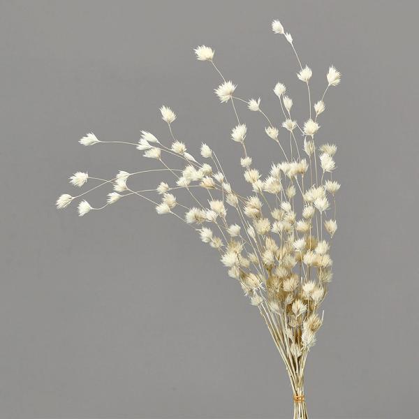 【商品仕様】全長約70cm/1束(約20-25g入)( allp5 )(10_dras)( 15_asoh )( 2026AW )ぼんぼりのようなフォルムがかわいらしいドライグリーンです。やわらかくしだれる枝がアレンジに動きやボリュームを与...