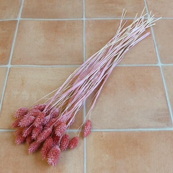 【商品サイズ】全長約40cm1束(約15g)【お伝えしたいこと】※植物自体の特性で穂のボリュームの差が大きい商品です。同じものが一つとしてない商品との一期一会をお楽しみください。( allp5 )(10_dras)( 15_asoh )( ...