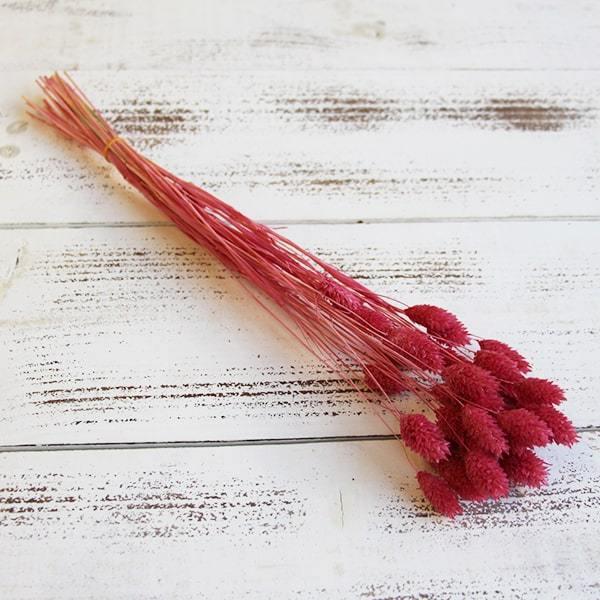 【商品サイズ】全長約40cm1束(約15g)( allp5 )(10_dras)( 15_asoh )( dryear )定番人気・ポアプランツのキュートな濃いピンクです。ビビッドカラーがアクセントになります。スワッグやカットしてハーバリウ...