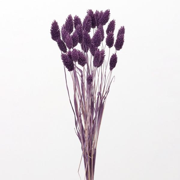 【商品仕様】全長約50cm1束(約19g)【お伝えしたいこと】※植物自体の特性で穂のボリュームの差が大きい商品です。同じものが一つとしてない商品との一期一会をお楽しみください。( allp5 )(10_dras)( 15_asoh )( d...