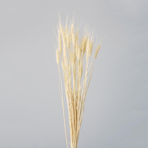 【商品サイズ】 全長約45-60cm 1束(約40g)( allp5 )(10_dras)( 15_asoh )存在感抜群の小麦のオフホワイトです。ナチュラルなスワッグやブライダルアレンジにオススメです。( 2020SS )( flwhit...