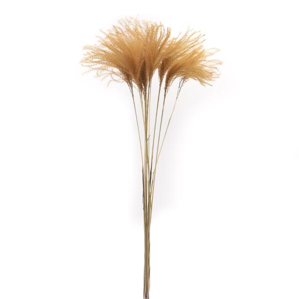 【商品仕様】 約10本全長約60〜75cm穂の長さ15~25cm程度( allp5 )(10_dras)( 15_asoh )通常のススキに比べると線が細くよりやわらかな穂が特徴のミニススキです。自重で垂れるので、スティファやフェザーグラス...