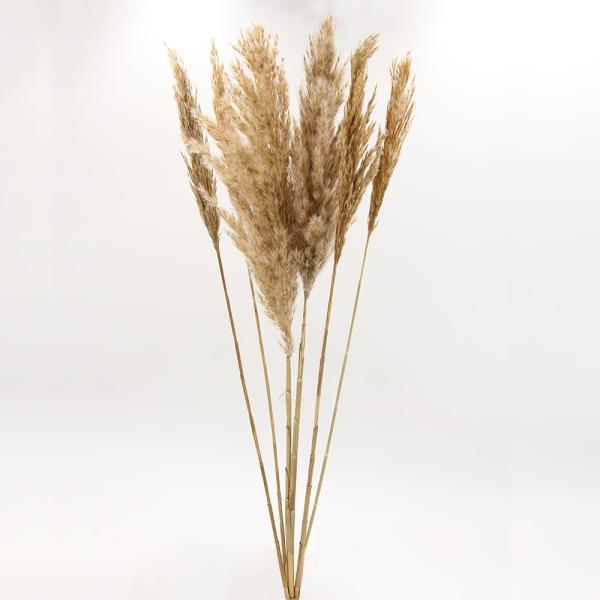 【商品サイズ】全長約75cm1束約5本入り( allp5 )(10_dras)( intrdry )( 15_asoh )ステムを活かして使える、ボリューム感のあるドライフラワーです。( natrgr )( dbridl )(dry)(ny...