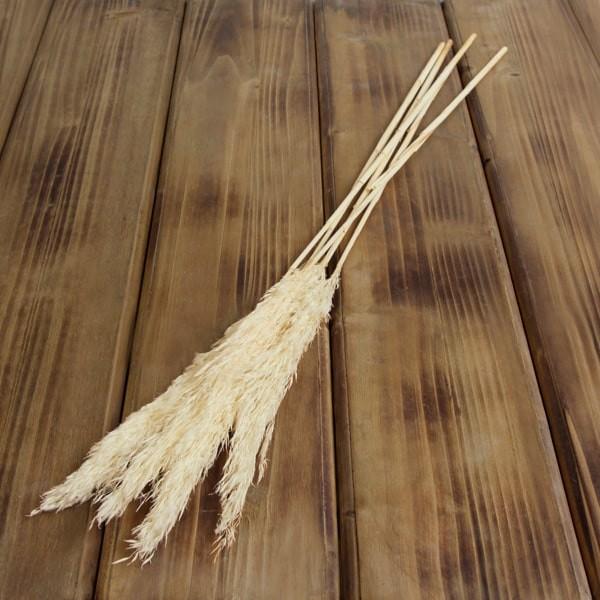 【商品サイズ】全長約75cm1束約5本入り( allp5 )(10_dras)( intrdry )( 15_asoh )ステムを活かして使える、ボリューム感のあるドライフラワーです。( flwhite )( dbridl )(dry)(n...