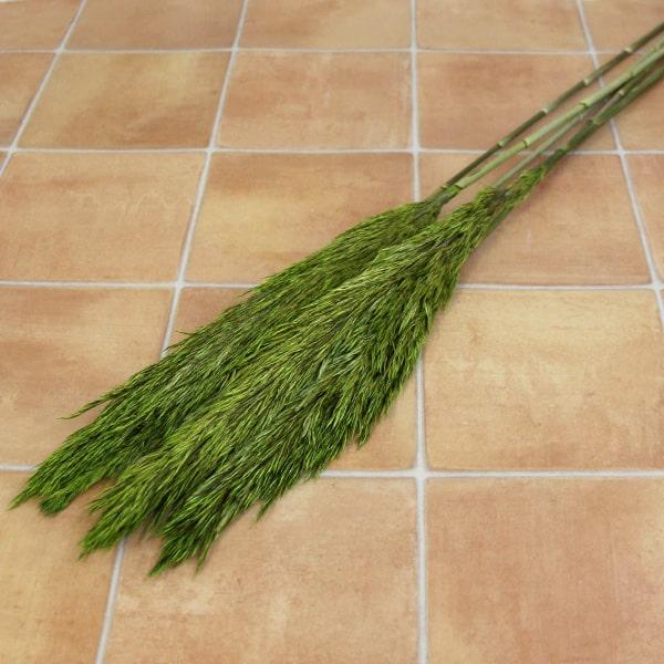 【商品サイズ】全長約75cm(穂は30cm前後)1束約5本入り( allp5 )(10_dras)( intrdry )( 15_asoh )細かい穂がたくさん付いたドライフラワーです。ステムをそのまま活かしてディスプレイやスワッグにもカッ...