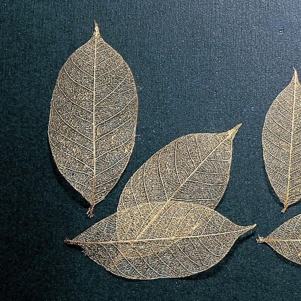 【商品サイズ】全長約5.5cm~8cm約40枚入り※葉の表面に加工時の付着物が付いている場合があります。気になる場合はマスキングテープ等粘着力の弱いテープでやさしく取り除いてご使用ください。また、繊細な商品のため破れ、折れ、先が欠けているも...