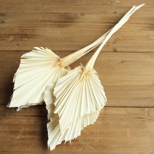 【商品仕様】1束(5枚)全長:約40cm~50cm葉サイズ:幅約10~15cm×高さ約12~18cm※1枚1枚の葉のサイズに個体差が激しい商品です※葉に切れ目や穴が開いているもの、黒点が含まれます自然素材の特性としてご了承のうえ、お買い上げ...