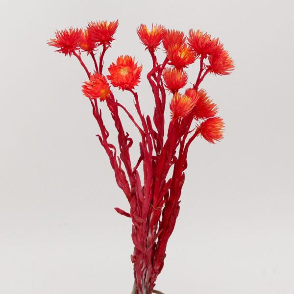 【商品仕様】全長約25cm約10輪( allp5 )(10_dras)華やかで表情豊かなお花は、アレンジやブーケ、ワックスサシェなど様々なシーンで活躍する大人気商品!!オレンジセンターイエローは、黄色と燃えるようなオレンジのツートンカラーで...