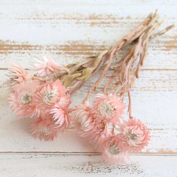 【商品仕様】全長 約25~30cm花径 約2~4cm約15輪( allp5 )(10_dras)素材のままの白い部分を残して淡く優しく色付けされたツートンカラーが魅力のスプリングピンクです。( redpk ) シルバーデージー 花材 素材 ...