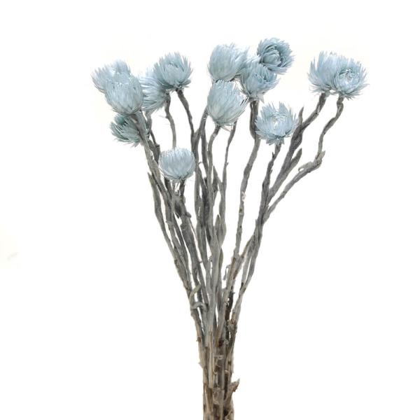 【商品サイズ】全長約25cm約10輪【お伝えしたいこと】画像より色味がグレーの場合があります。( allp5 )(10_dras)華やかで表情豊かなお花は、ハーバリウム、アレンジやブーケ、ワックスサシェなど様々なシーンで活躍する大人気商品で...