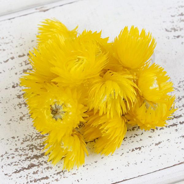 【商品サイズ】約20輪入り( allp5 )(10_dras)( yellowor ) シルバーデージー 花材 素材 材料 パーツ ドライフラワー スワッグ ブーケ ドライフラワー花束 ドライフラワースワッグ リース アレンジ アレンジメン...