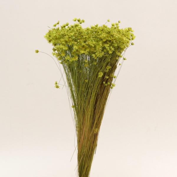 【商品仕様】全長約25~30cm花サイズ:約0.3~1cm【お伝えしたいこと】※花のサイズに個体差があったり、一部に折れている花や、取れている花が含まれる場合がございます。※植物の特性上、ステム部分に原料由来のワタ状のものが付着している場合...