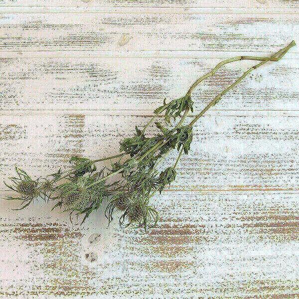 【商品サイズ】約50~70cm※画像と異なる長さのものをお届けする場合がございます。約2本( allp5 )(10_dras)自然なグリーンの花と葉が、優しい雰囲気を演出します。ナチュラルカラーのドライフラワーになったアザミです。スワッグや...