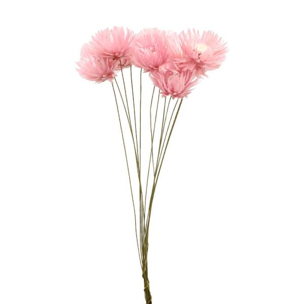 【商品仕様】1束(10~12本)全長約20~25cm( allp5 )(10_dras)人気のシルバーデイジ―にワイヤー付きタイプが登場しました。お花のサイズが比較的均一でアレンジやブーケなどににすぐ使える花材です!( redpk ) スワ...