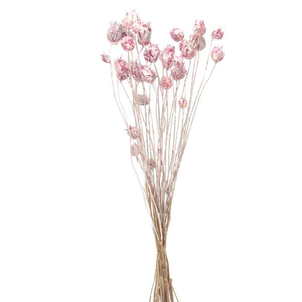 【商品仕様】全長約50cm( allp5 )( 15_asoh )( dryflw )フーセンポピーのドライフラワーです。ぷっくり風船のように膨らんだ姿が特徴です。スワッグとして束ねたり、花の部分だけをリースのパーツにしたり、そのまま投げ入...
