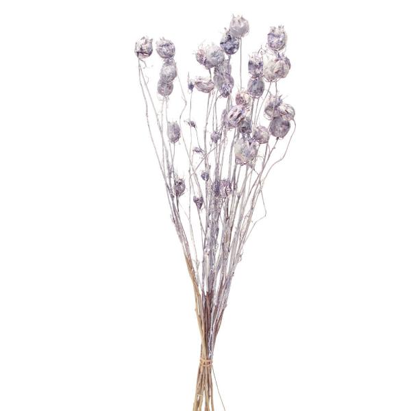 【商品仕様】全長約50cm( allp5 )( 15_asoh )( dryflw )フーセンポピーのドライフラワーです。ぷっくり風船のように膨らんだ姿が特徴です。スワッグとして束ねたり、花の部分だけをリースのパーツにしたり、そのまま投げ入...