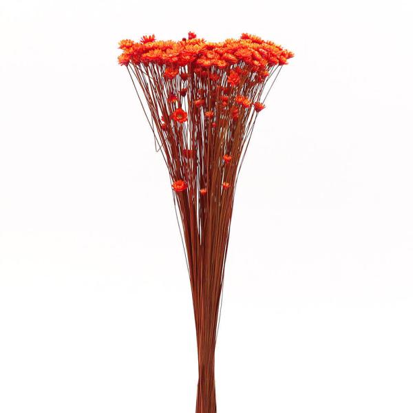 【商品サイズ】全長:約30cm花径:約0.5~1.5cm約10g【お伝えしたいこと】※一部に折れている花や、取れている花が含まれる場合がございます。※1束中の花径に個体差がございます。※植物の特性上、ステム部分に原料由来のワタ状のものが付着...
