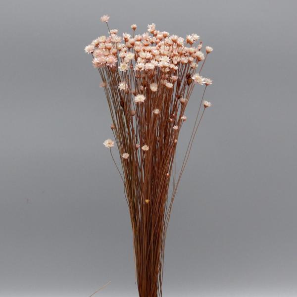 【商品仕様】全長 約25~35cm前後花径約0.5-1cm【お伝えしたいこと】※一部に折れている花や、取れている花が含まれる場合がございます。※1束中の花径に個体差がございます。※植物の特性上、ステム部分に原料由来のワタ状のものが付着してい...