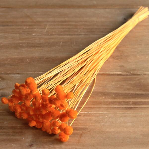 【商品サイズ】花径約0.3~1cm/束( allp5 )(10_dras)珍しいビビッドなオレンジのセジナボタンです。春夏シーズンからハロウィンでも使えます。ハーバリウム、アロマワックスサシェ、レジン封入にもオススメの花材です。( yell...