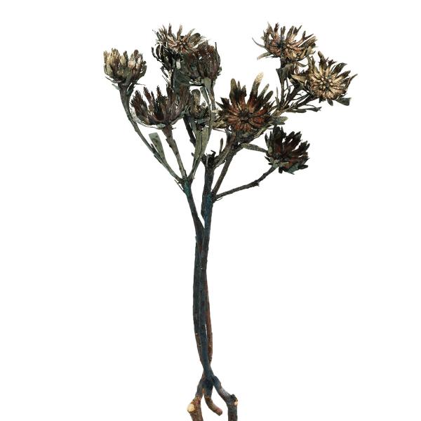 【商品仕様】花径約2~4cm全長約30cm前後( 10_dras )( allp5 )かわいらしい形のお花が特徴的なドライフラワー。コサージュやスワッグにもぴったりの花材です。( gldslvpt )( bluepp )( dbridl )...