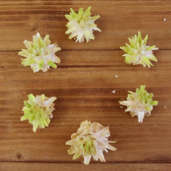 【商品仕様】全長約2-6cm6個入【お伝えしたいこと】※木の実は自然素材の性質上、割れや欠け・潰れが含まれる場合があります。※サイズの個体差があります( allp5 )(10_dras)星のような形をしたスターコーンのヘッドです。リースなど...