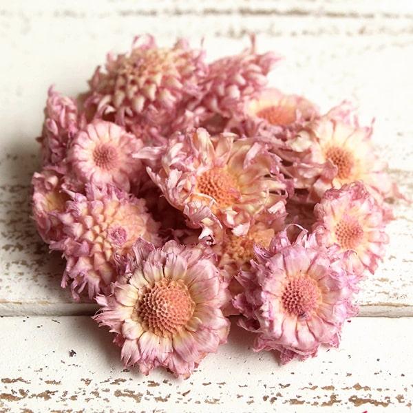 【商品サイズ】花径約2~4cm15コ入り( allp5 )(10_dras)( bluepp ) ドライフラワー スワッグ ブーケ ドライフラワー花束 ドライフラワースワッグ リース アレンジ 花材 素材 材料 パーツ アレンジメント ナチ...