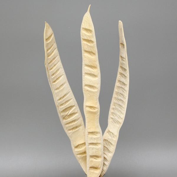 【商品仕様】全長 約20~50cm約3本【お伝えしたいこと】全長のサイズに個体差が激しい商品です( 10_dras )( allp5 )ワイルドな雰囲気の木の実。木の実をベースにしてアレンジすることもできます。( flwhite ) 花材 ...