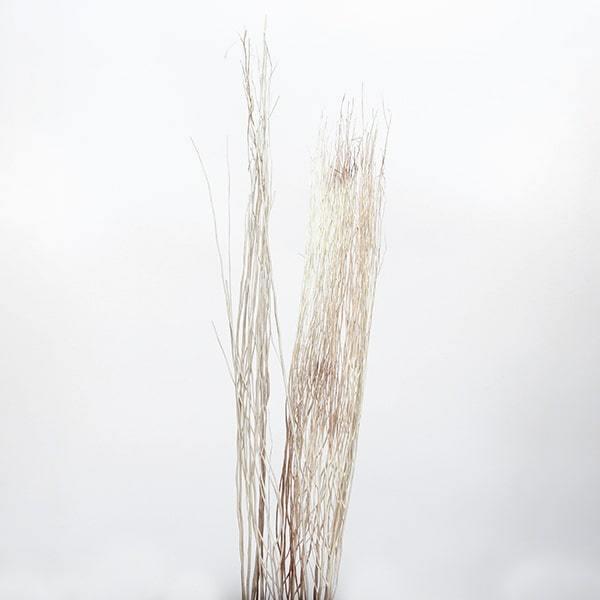 【商品仕様】全長約100~110cm約3本【お伝えしたいこと】※大変細い枝のため、枝先に多少の折れが含まれます。( allp5 )(10_dras)お部屋のインテリアとして簡単に投げ入れるだけでも様になる花材です。長く細い白い枝が特徴的でデ...