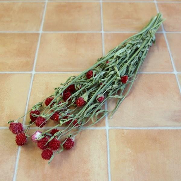 【商品サイズ】全長約50cm約40g/束【お伝えしたいこと】※多少の花折れなどがあります。( allp5 )(10_dras)( dryflw )可憐な色と花姿で大人気の千日紅です。中でも人気カラーはイチゴのように鮮やかなレッド!( nat...