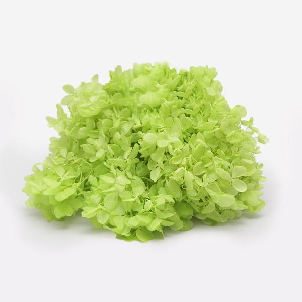 【商品仕様】約2輪入【お伝えしたいこと】　※プリザーブドフラワーとは※生花に柔らかい質感を保つよう特殊加工を施したものです。プリザーブドフラワーは染料が染み出す場合があります。ご使用時も色移りにご注意ください。自然素材の特性のため、色の仕上...