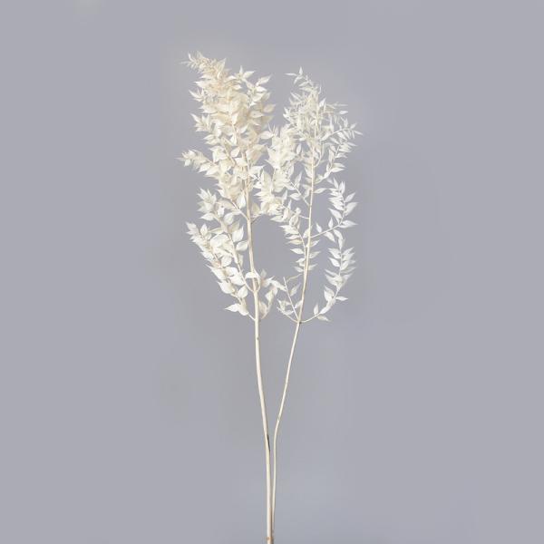 【商品仕様】全長 約50~70cm内容量 約25g( allp5 )(10_dras)人気グリーンのラスカスの使いやすいアイボリーです。カットしてハーバリウム、アロマワックスサシェ、レジン封入にもオススメの花材です。( flwhite )(...