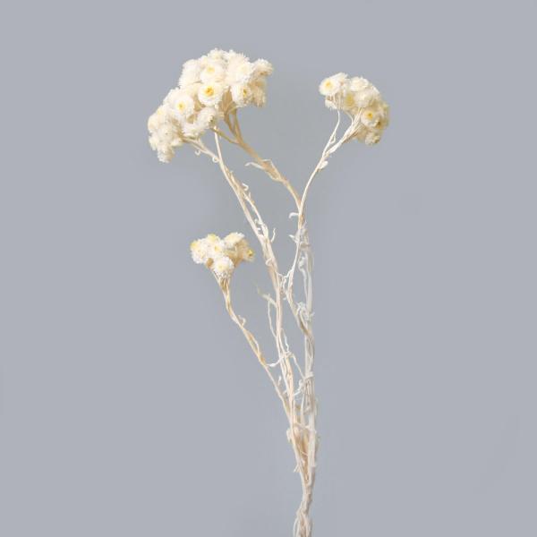 【商品仕様】全長 約40cm内容量 約10g( allp5 )(10_dras)( rsn )人気の花材、プリザーブドイモーテルです。ホワイトは扱いやすい色で、定番人気のカラーです。( flwhite )( dbridl )( rsn ) ...